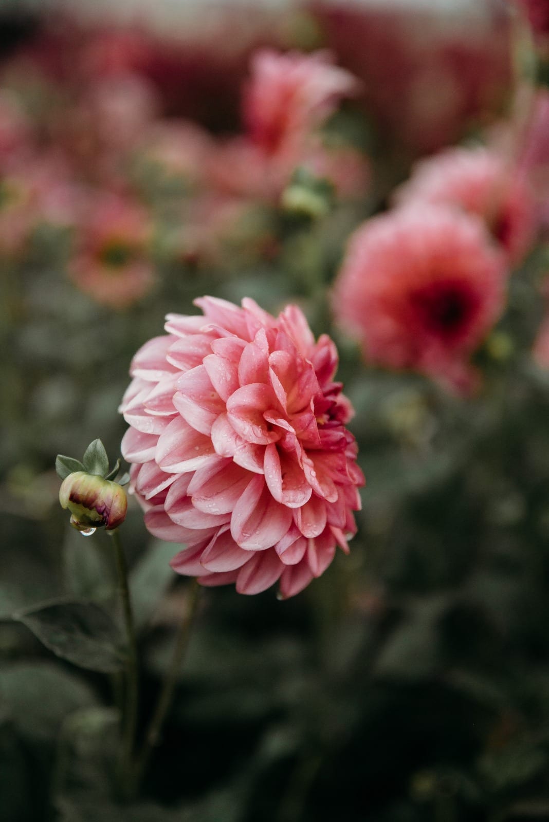 Bethany Blooms | Cut & Pressed Flowers